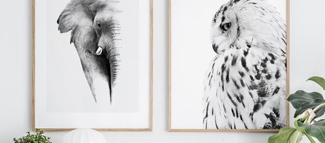 Animal Posters - Buy Insect and Animal Prints