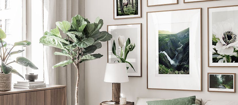 Nature Posters Online - Shop Botanical Prints