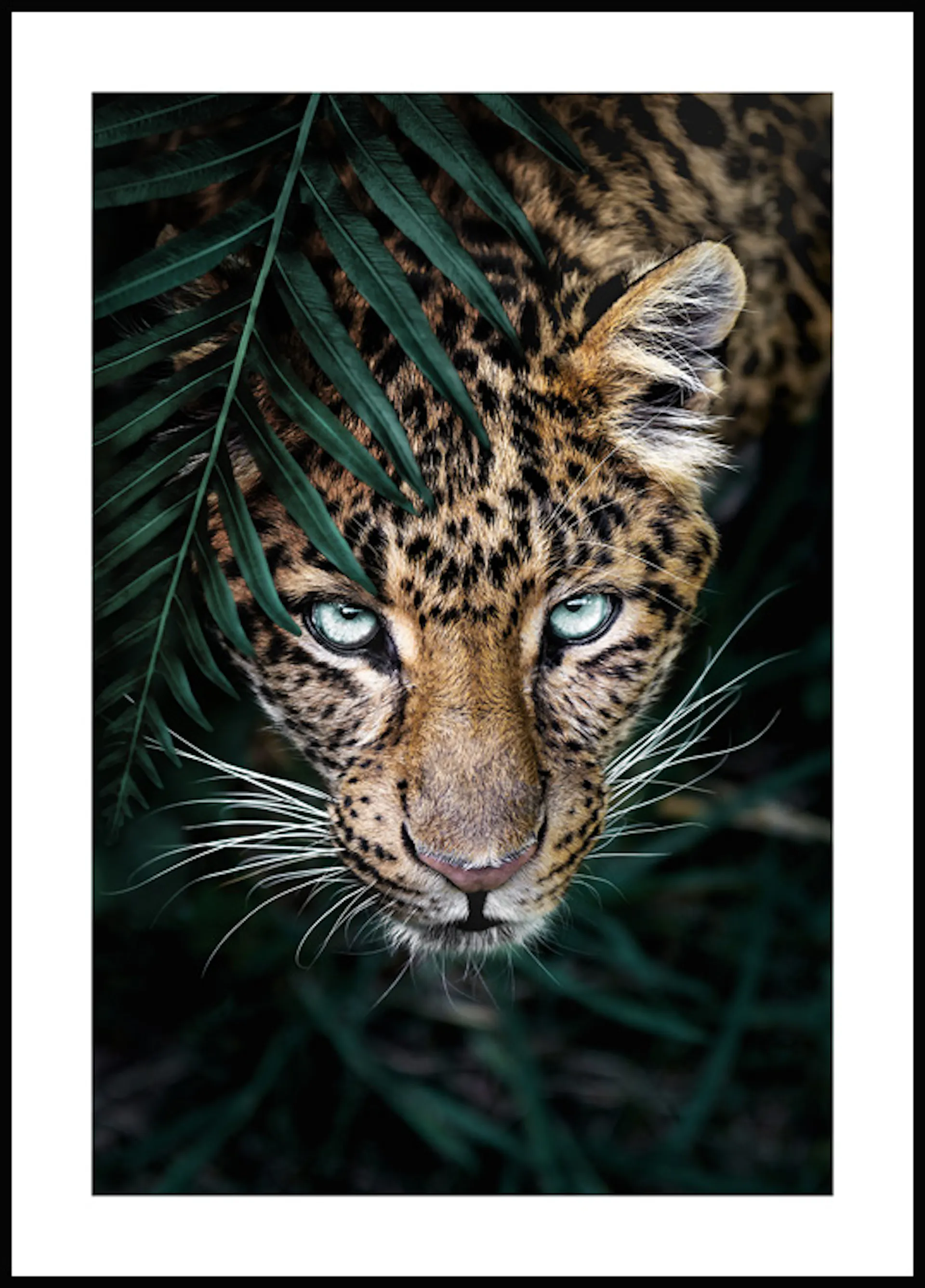 Tierposter - Poster mit wilden Tieren - Posterstore.de