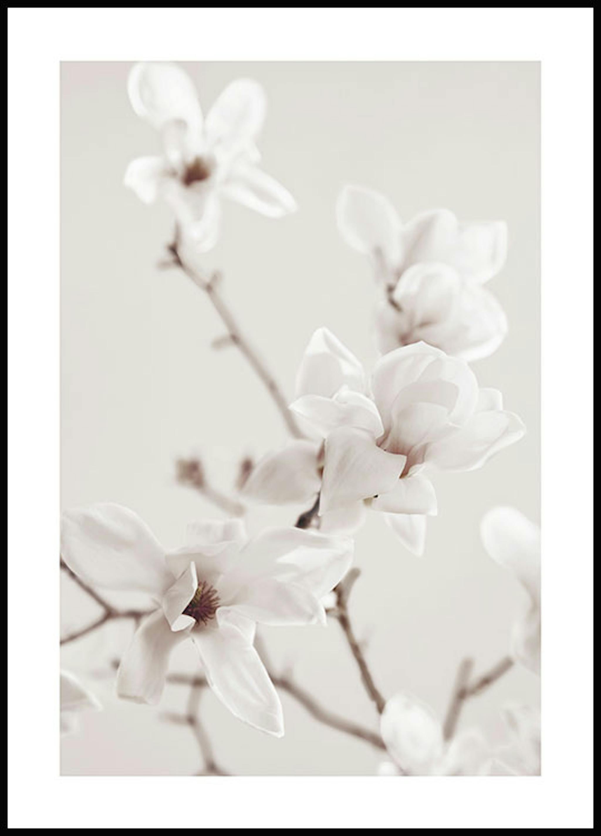 Flowering Magnolia Poster | White Flower Poster - Delicate Magnolia ...