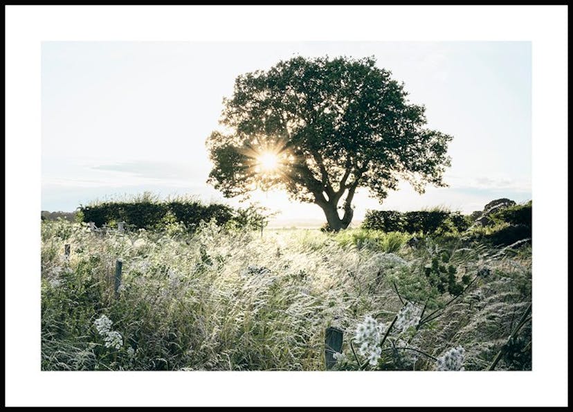 Wanaka Tree Poster | Wanaka Tree Reflection Wall Art | Serene Decor by ...