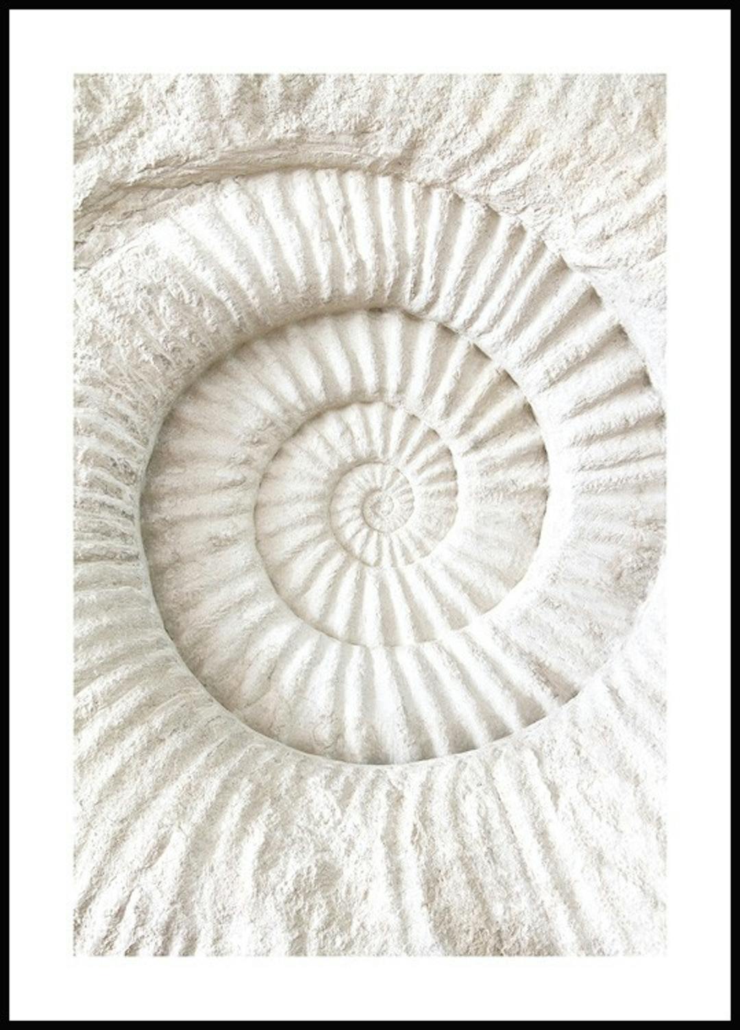 Beach Seashell Poster | Beach Seashell Poster Seashell Prints | Poster ...
