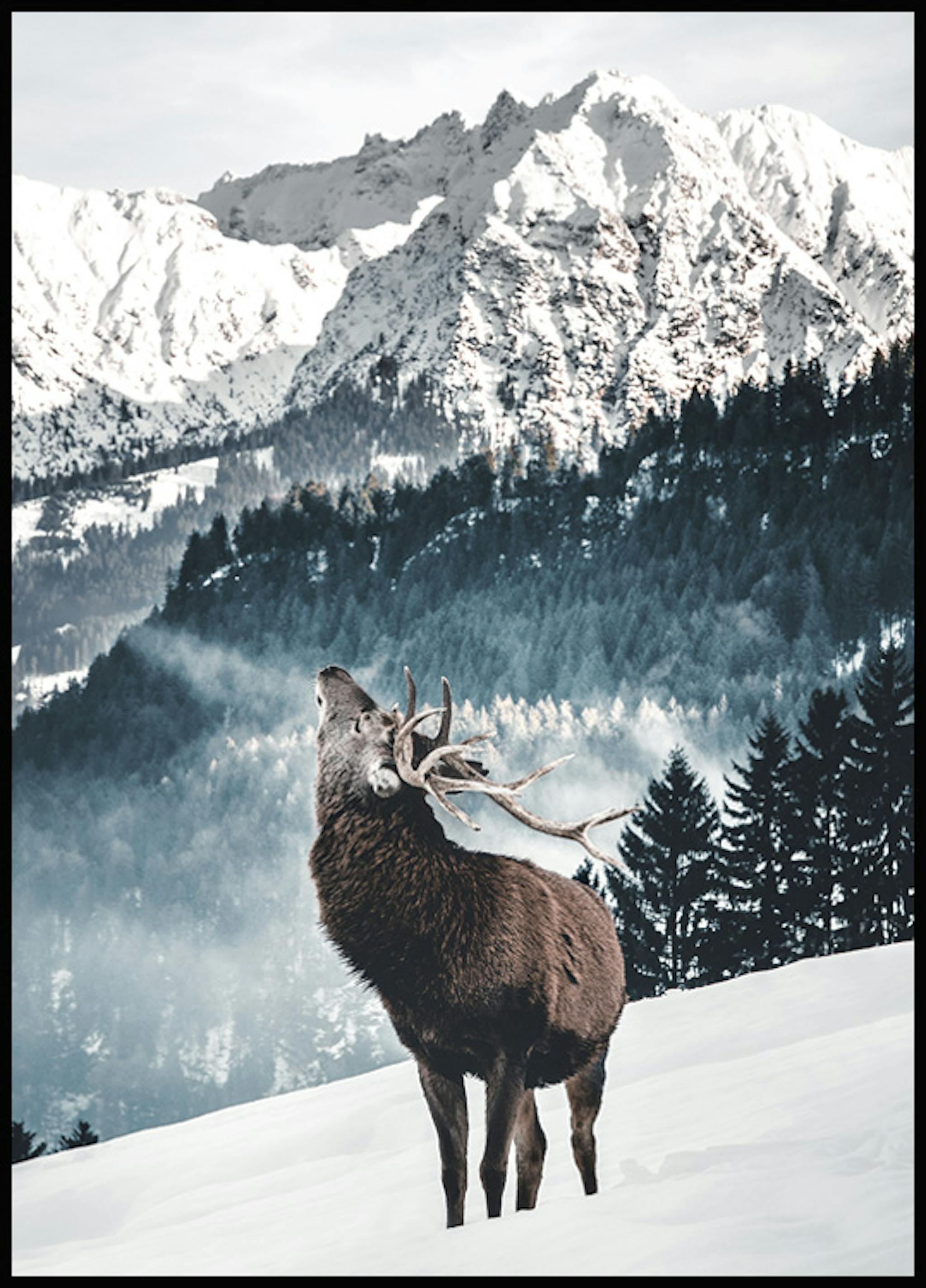 Tierposter - Poster mit wilden Tieren - Posterstore.de