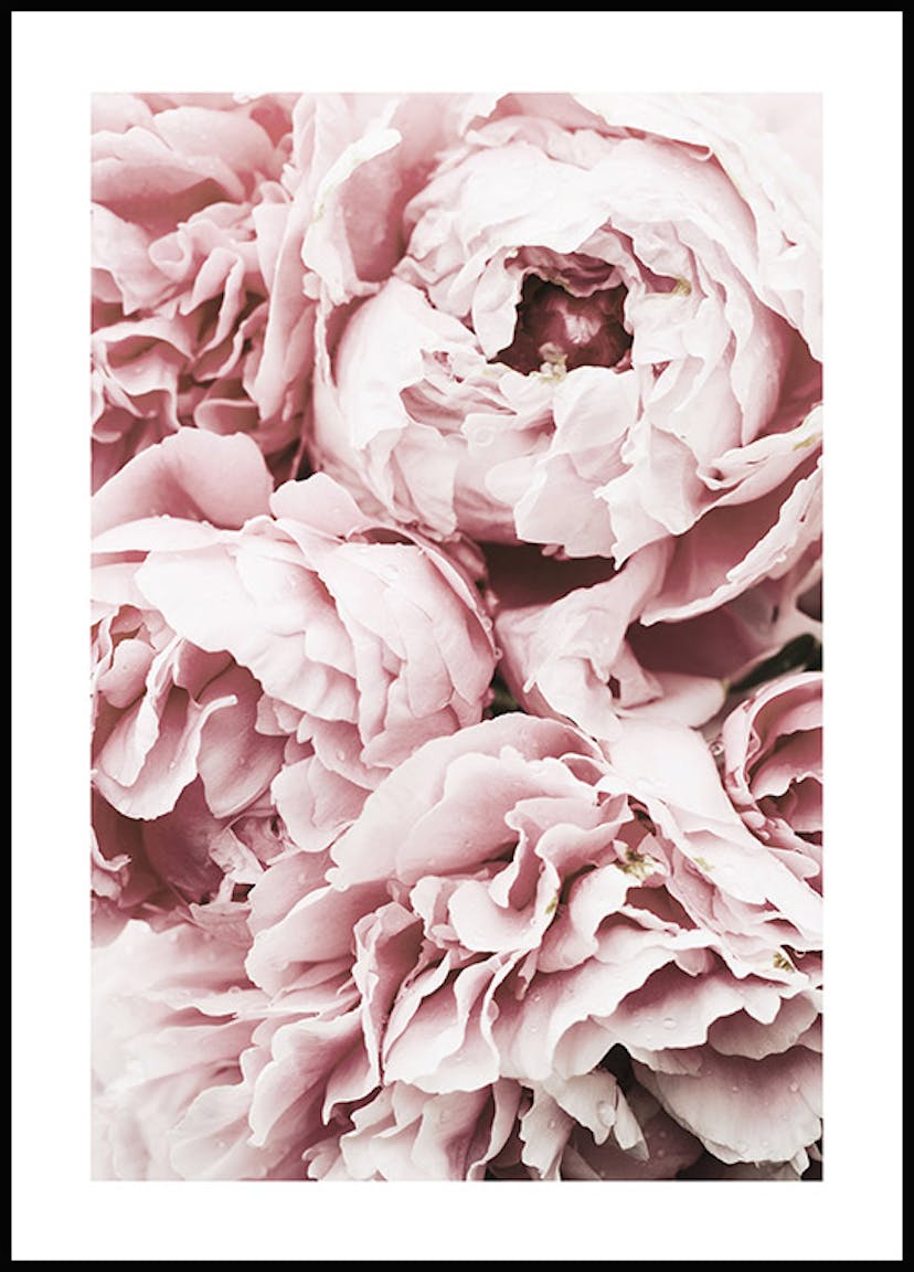 Blooming Pink Roses Poster - Botanical photograph