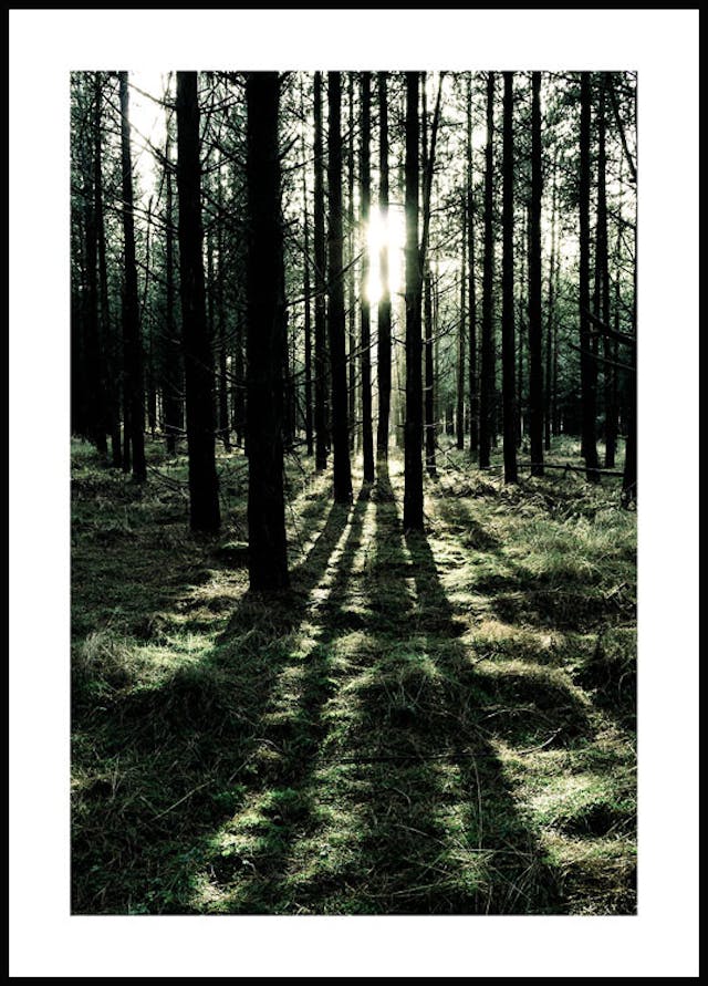 Waldposter | Poster mit Bildern von Wäldern | Posterstore.de