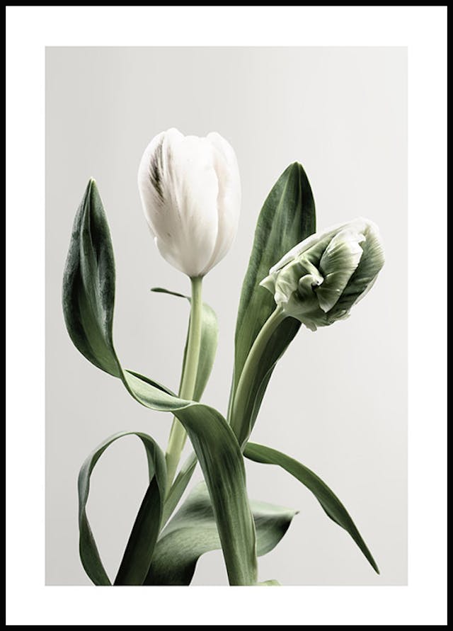 Shop discounted posters online at Posterstore.com