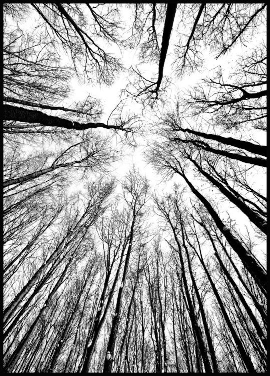 Tree Reflection Poster | Black and White Serene Lake Landscape Art ...