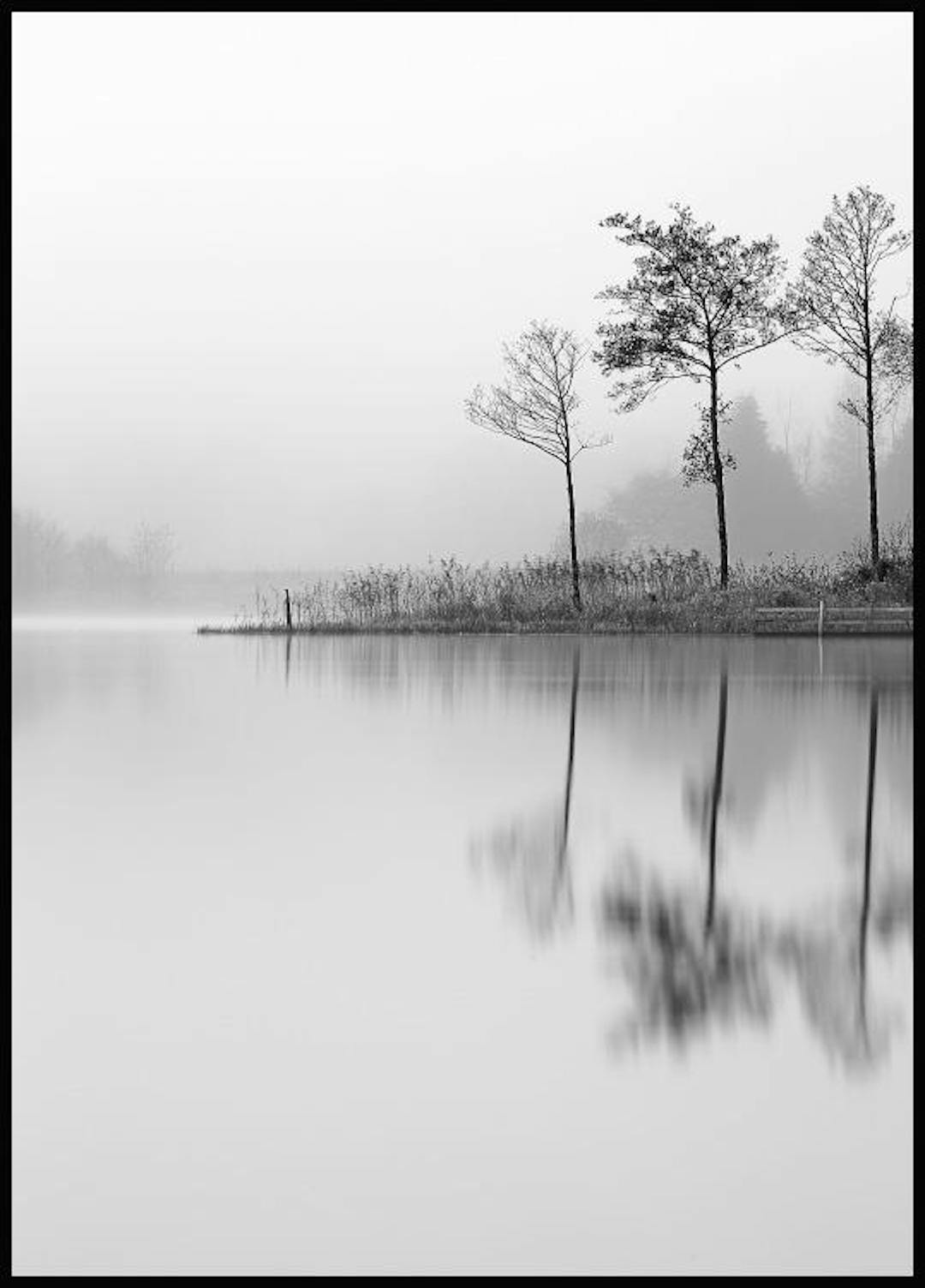 Tree Reflection Poster | Black and White Tree Art | Poster Store USA