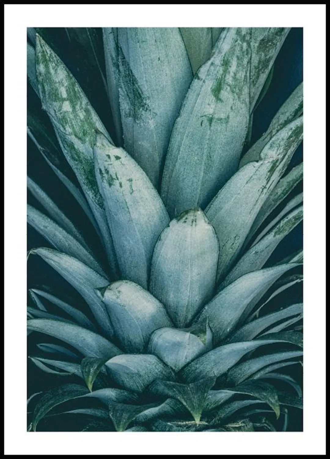 Aloe Vera Poster - Affiche Botanique