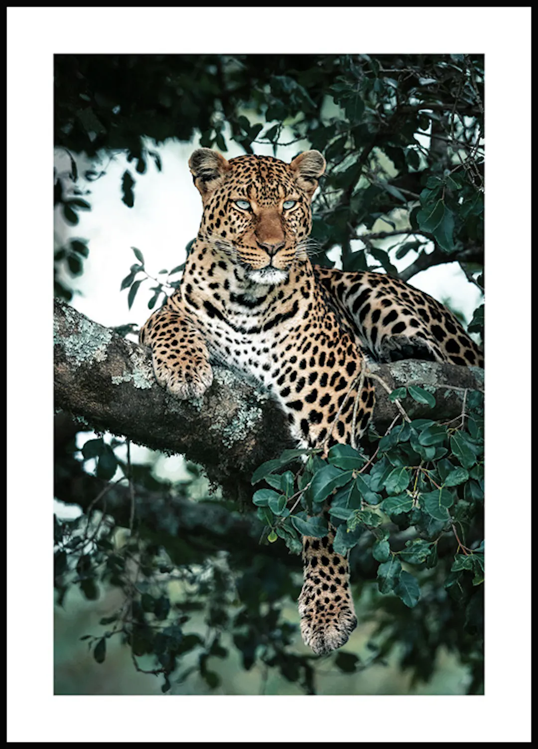Tierposter - Poster mit wilden Tieren - Posterstore.ch