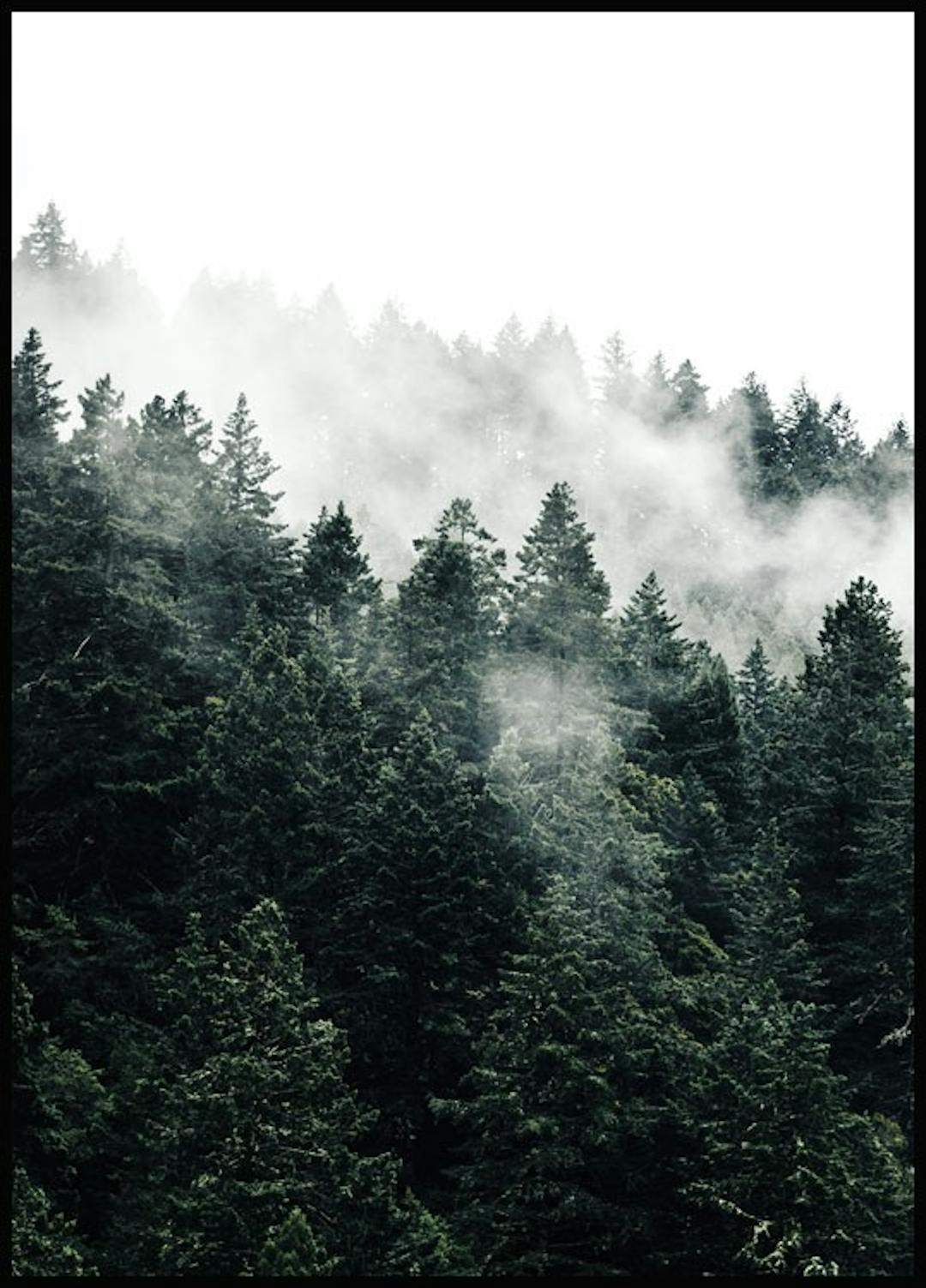 Poster bos | Posters met afbeeldingen van bossen | Posterstore.nl