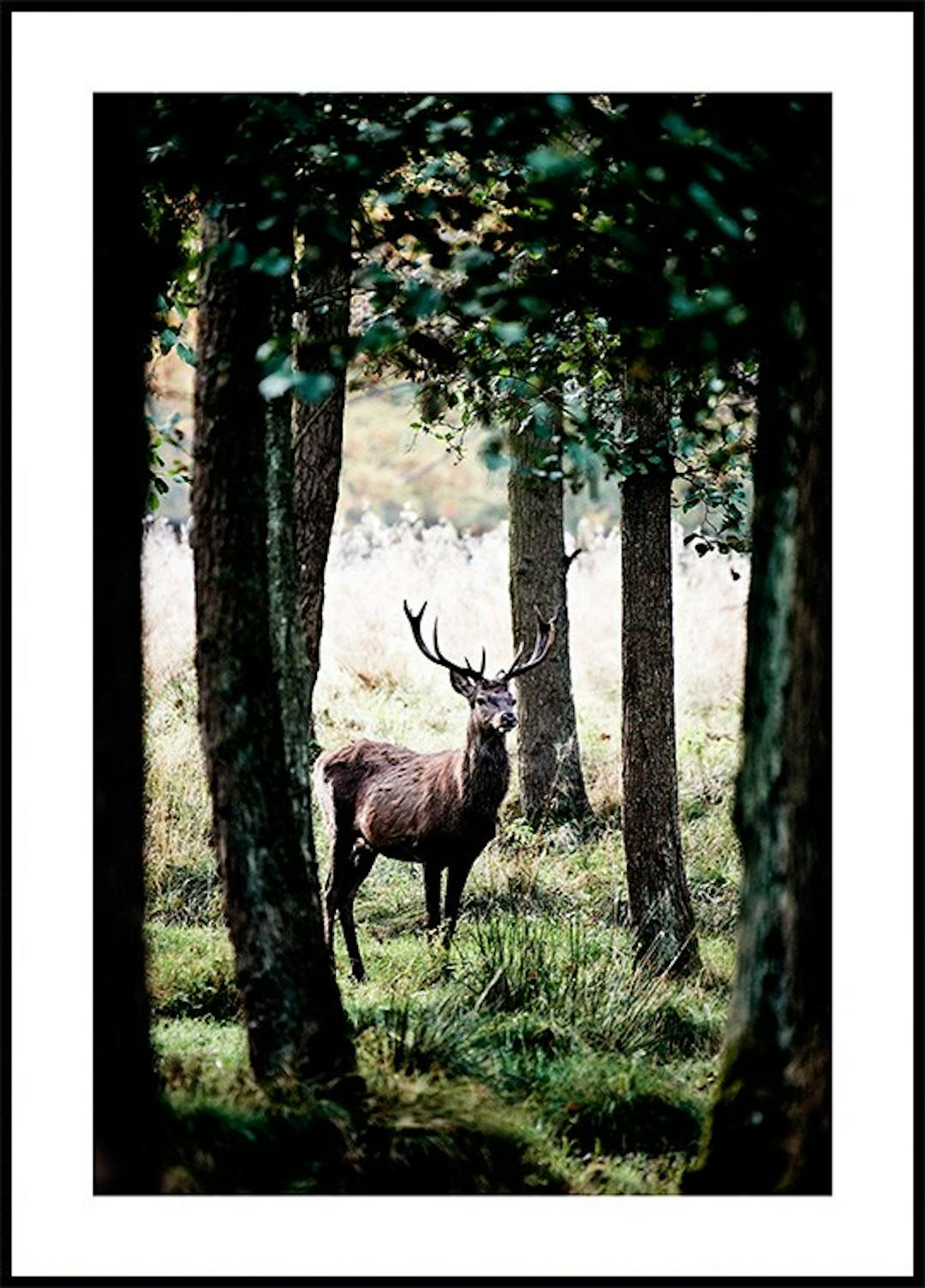 Waldposter | Poster mit Bildern von Wäldern | Posterstore.de