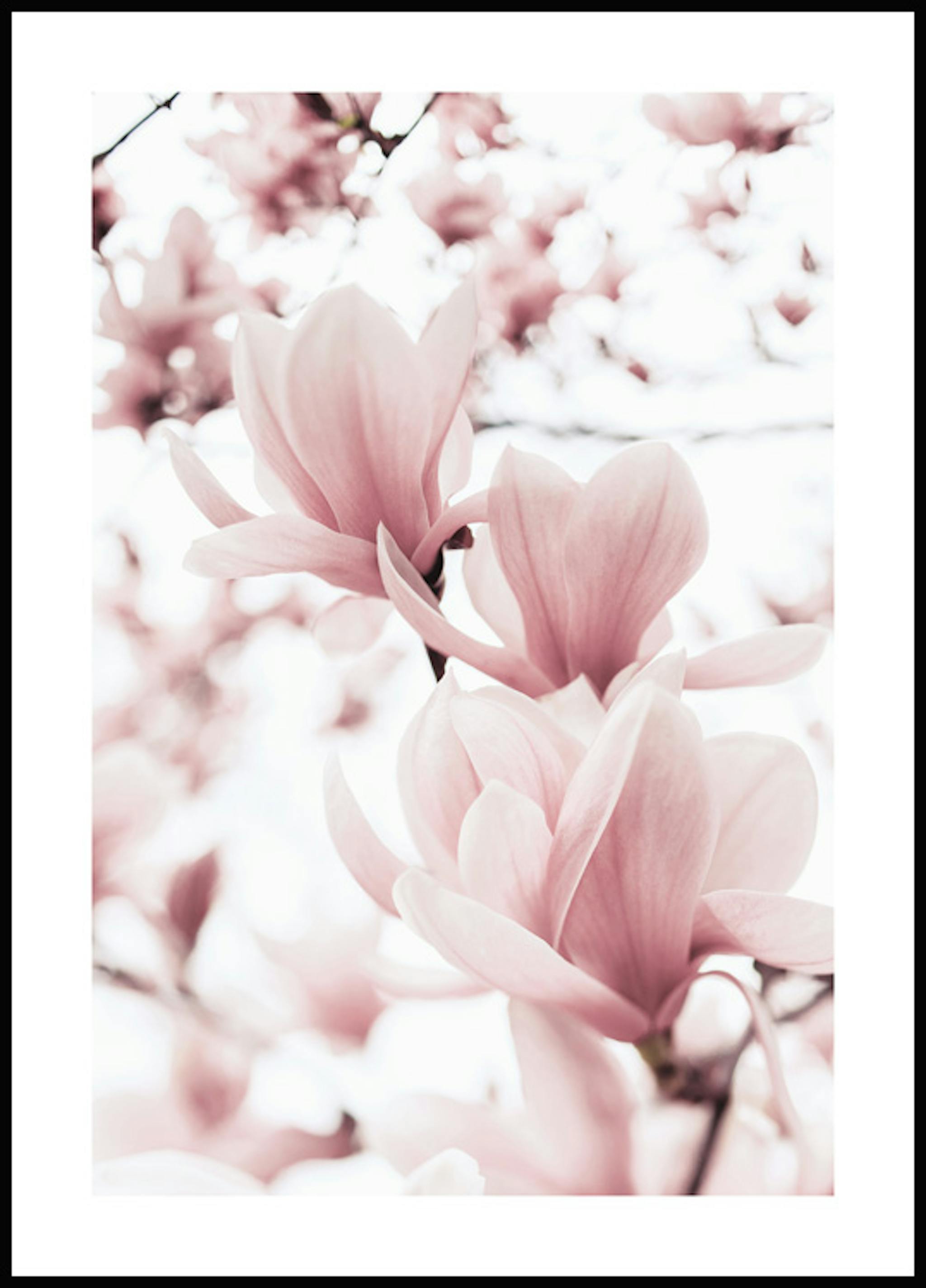 Pink Flowers Poster | Fluffy Layered Peony Flowers | Poster Store UK