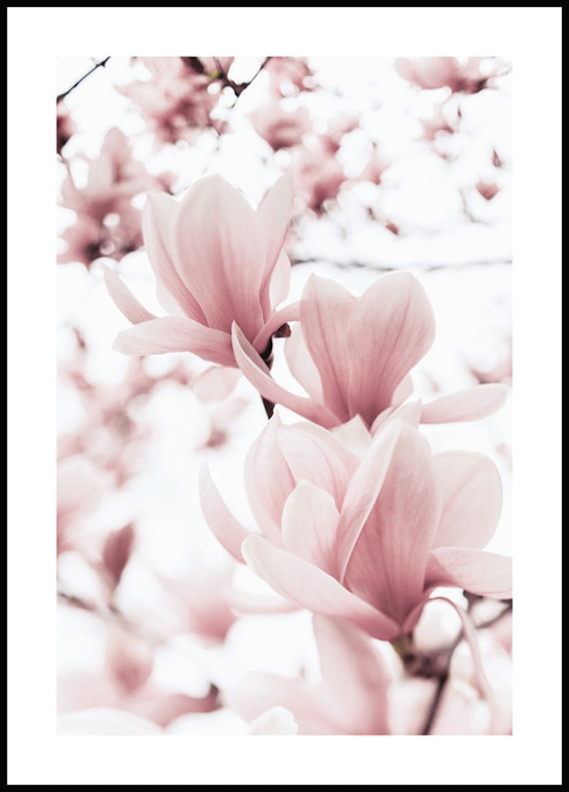 Blooming Rose Poster - Stunning flower posters