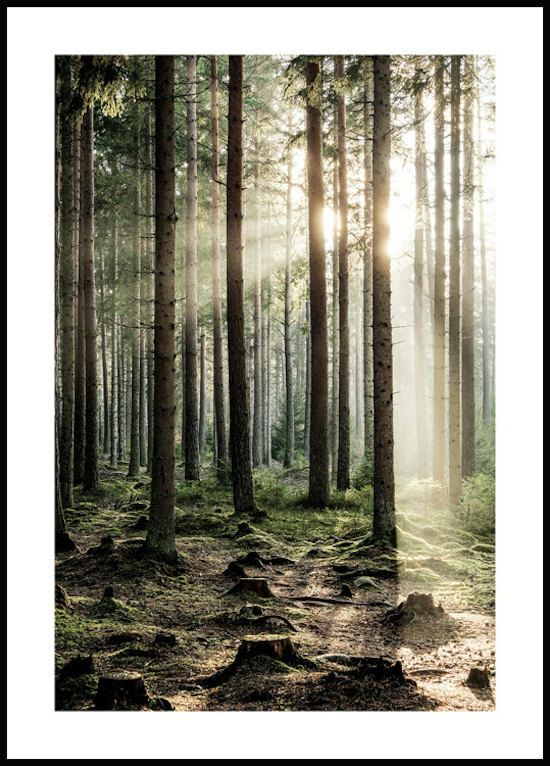 Nature Posters Online - Shop Prints