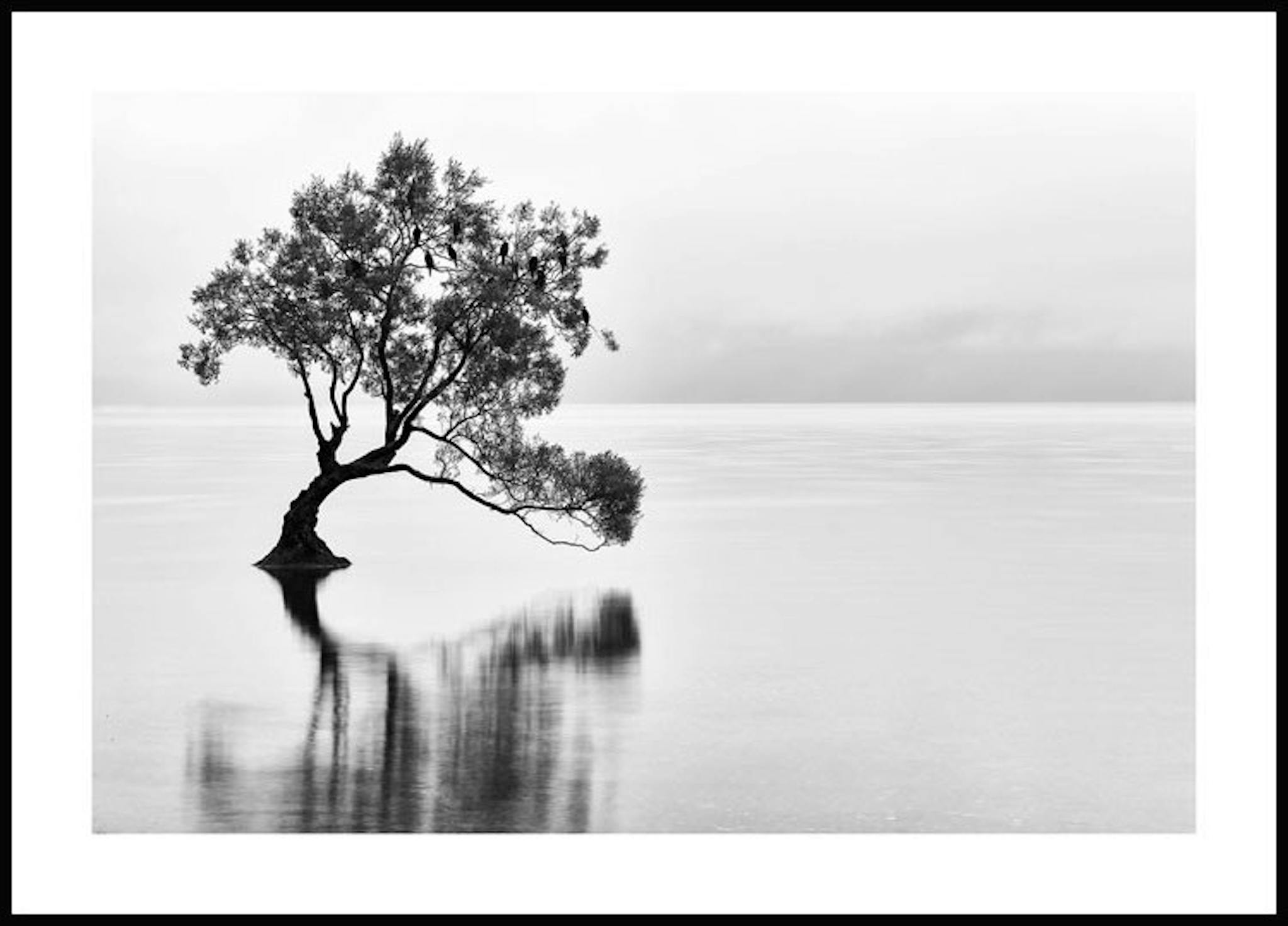 Tree Reflection Poster | Black and White Tree Poster | Poster Store Canada