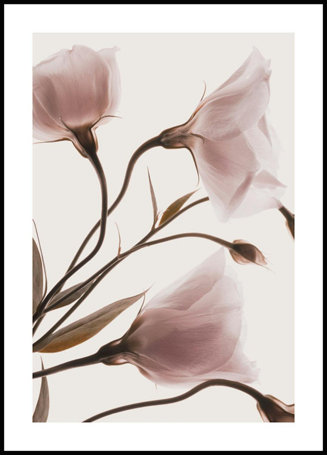 Pink Bloom Affiche Poster | Art Mural de Fleur Douce Rose | Poster ...