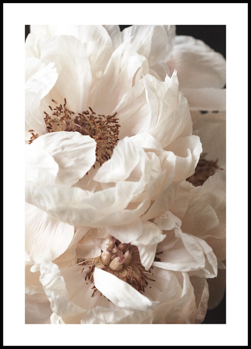 Blooming Rose Poster - Stunning flower posters
