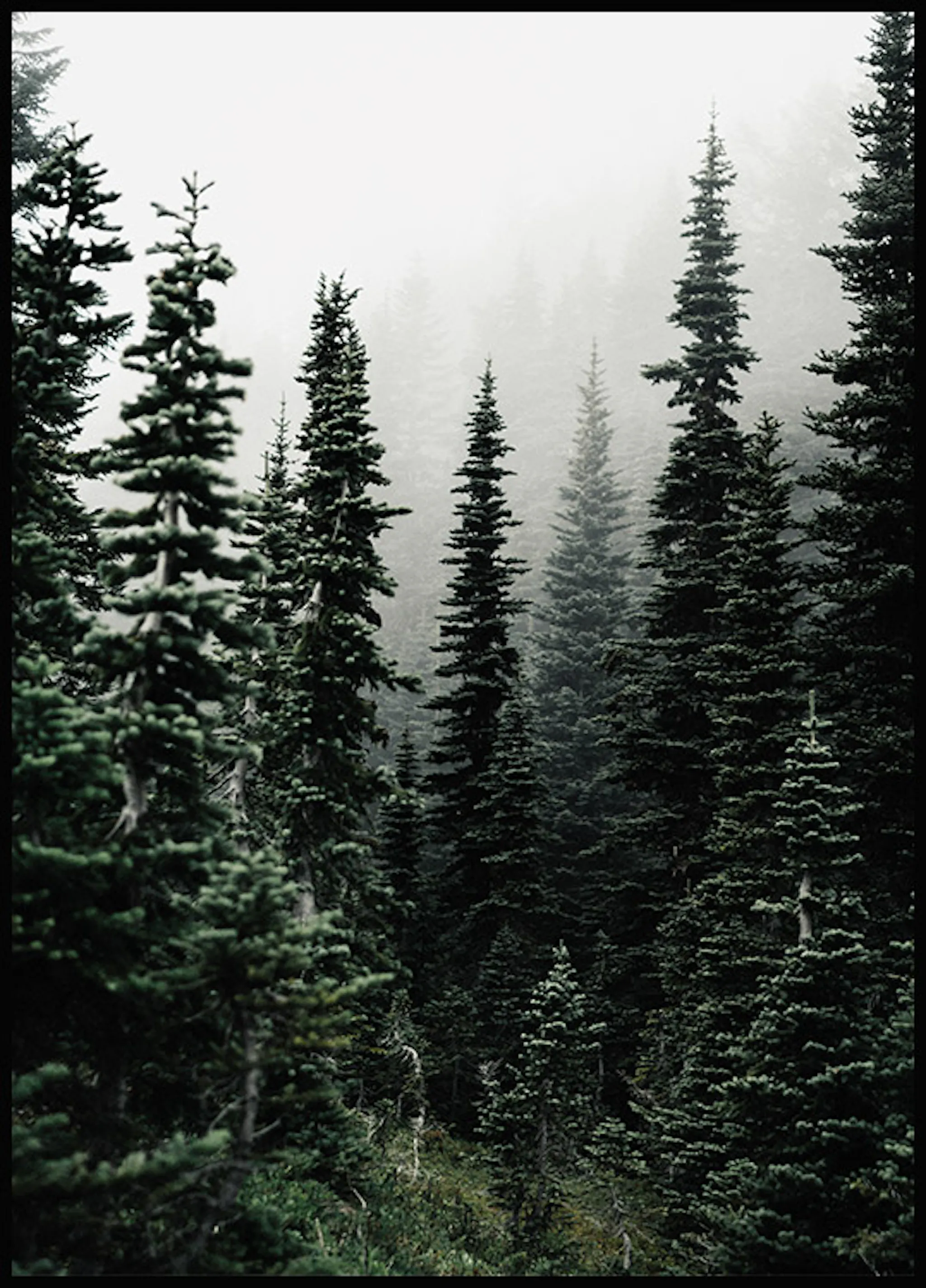 Dark Forest Poster - Nature posters online