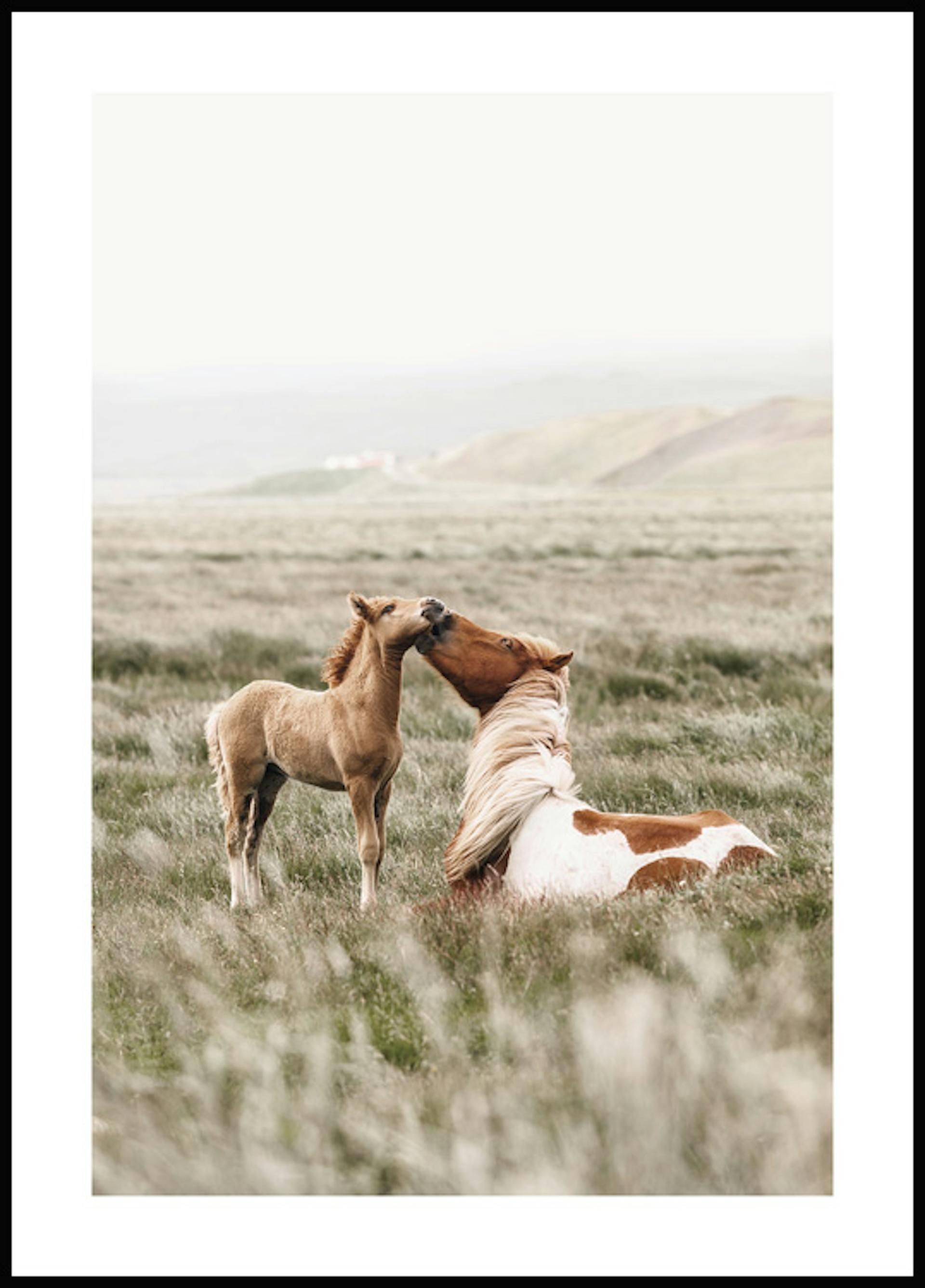 White Stallion Poster | Horse Art Canvas Wall Decor | Elegant Equine ...