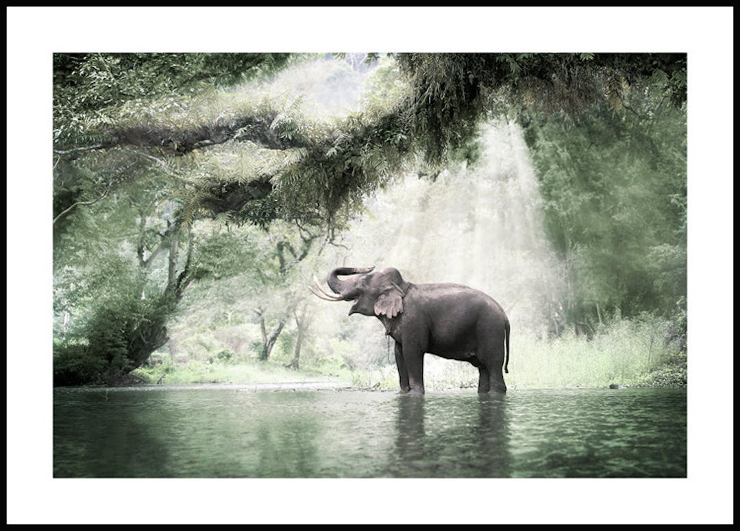 Animal Posters - Buy Insect and Animal Prints