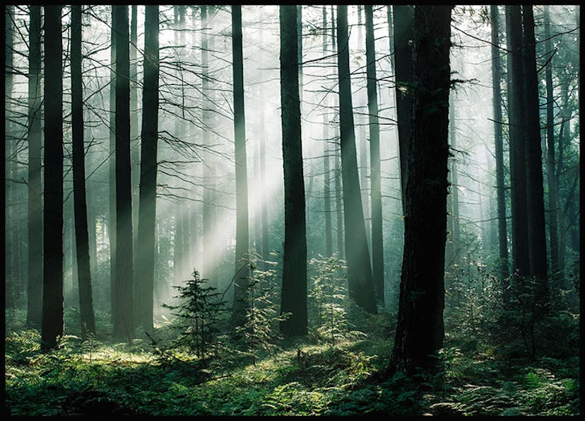 Forest trees Poster | Forest trees tree poster | Poster Store Canada