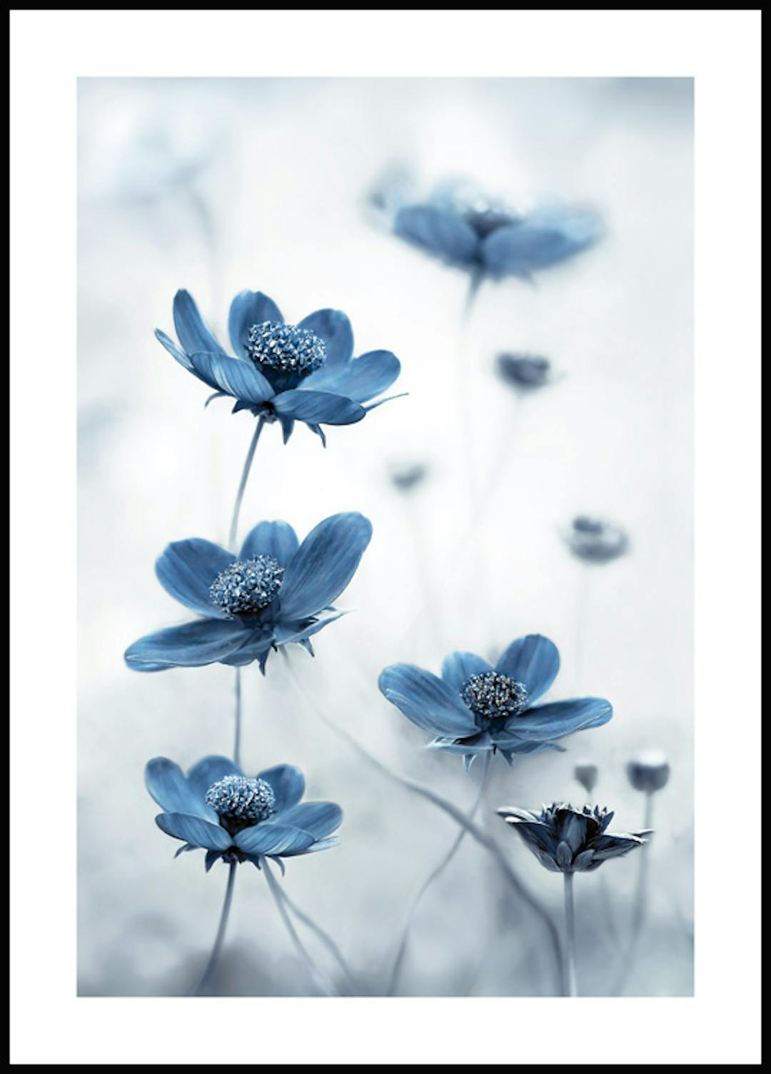 Posters Fleurs - Achat en ligne de posters de fleurs