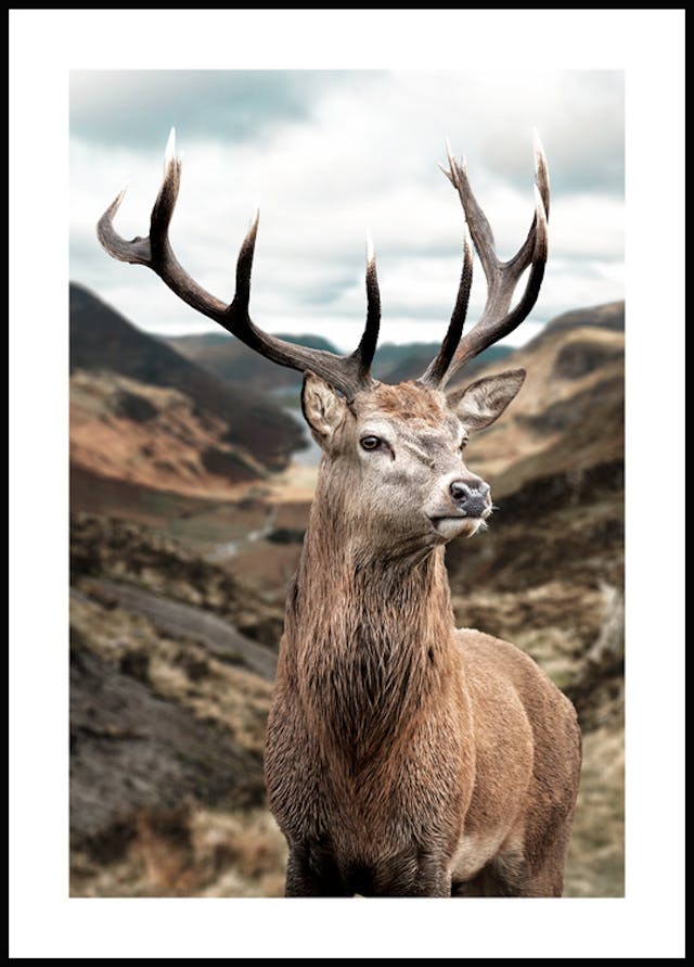 Animal Posters - Buy Insect and Animal Prints