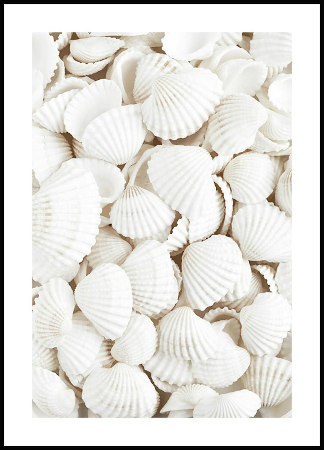 Beach Seashell Poster | Beach Seashell Poster Seashell Prints | Poster ...