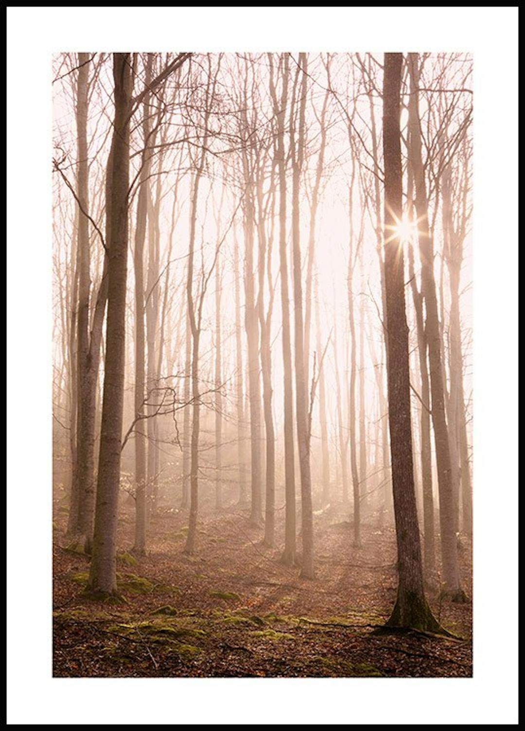 Forest prints | Posterstore.com