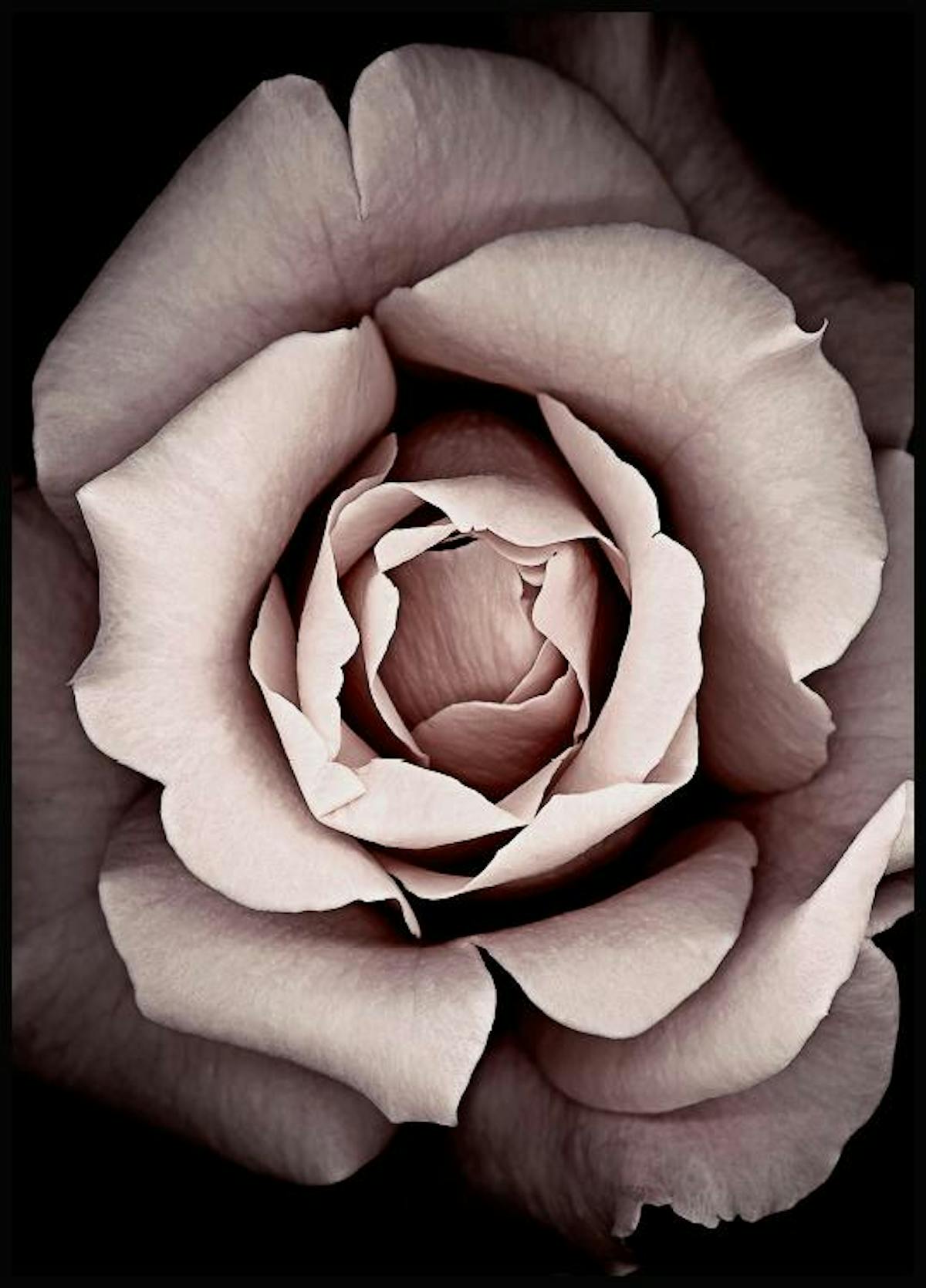 Blooming Pink Roses Poster - Botanical photograph