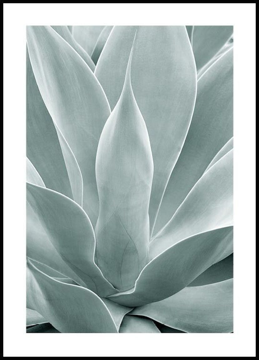 Green Cactus Poster | Colorful Succulents Indoor Wall Art | Enhance ...