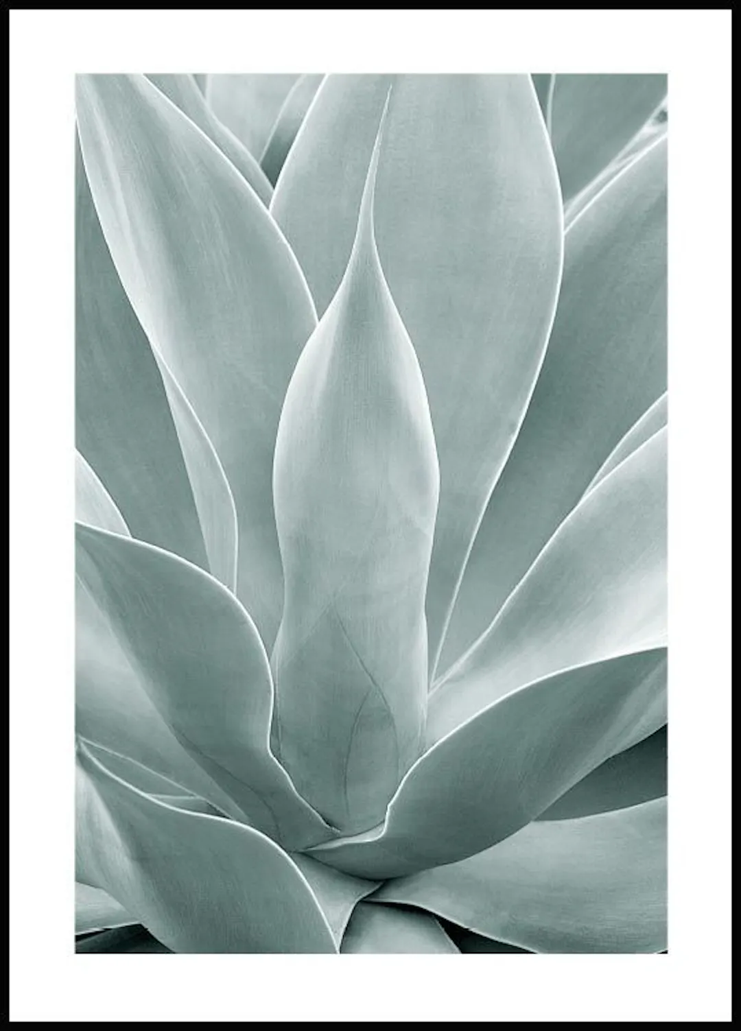 Aloe Vera Poster - Affiche Botanique
