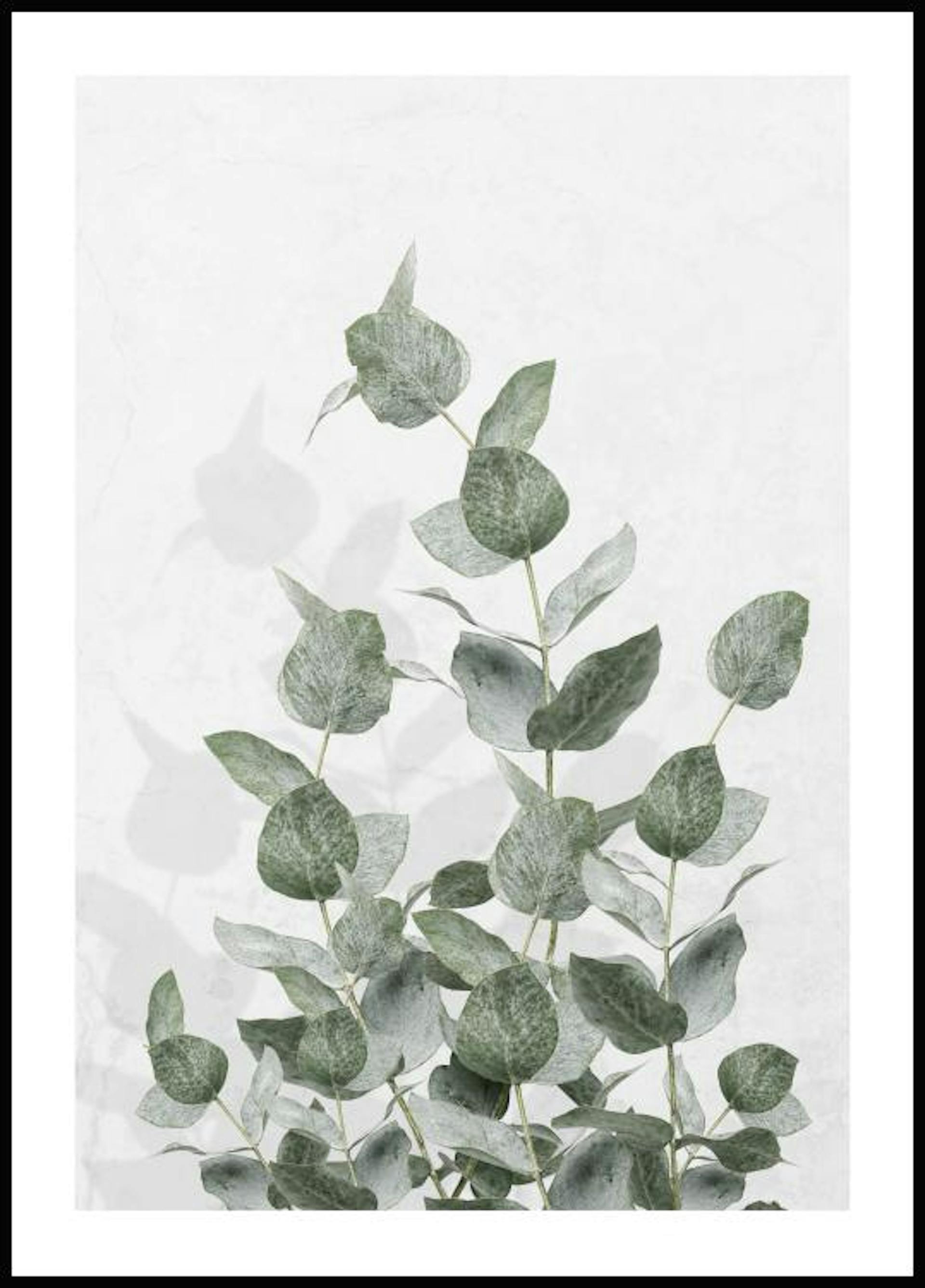 Eucalyptus Poster - Nature wall art