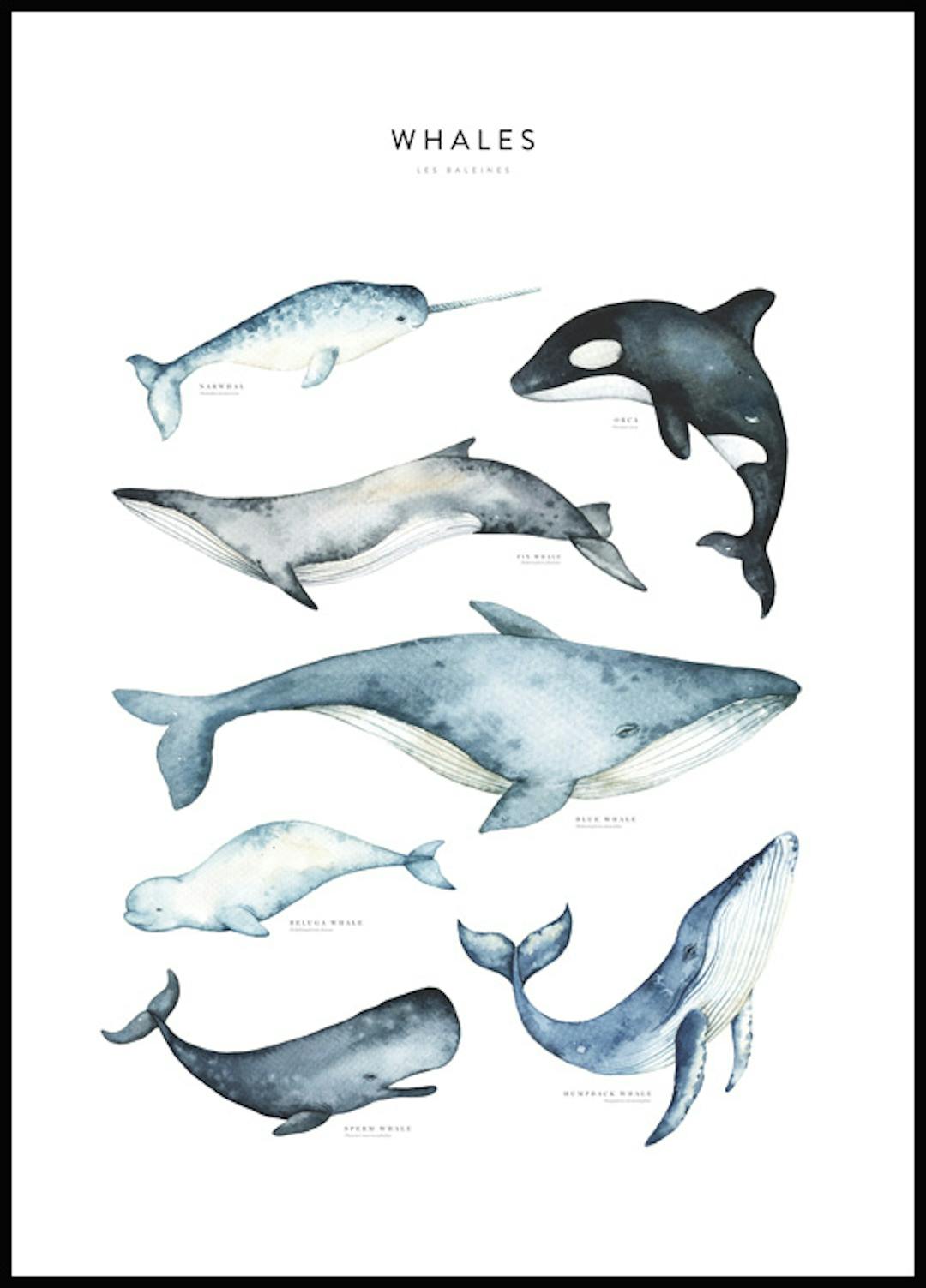 Ocean Life Poster | Ocean Poster Whale Labeled Sea Creatures | Poster ...