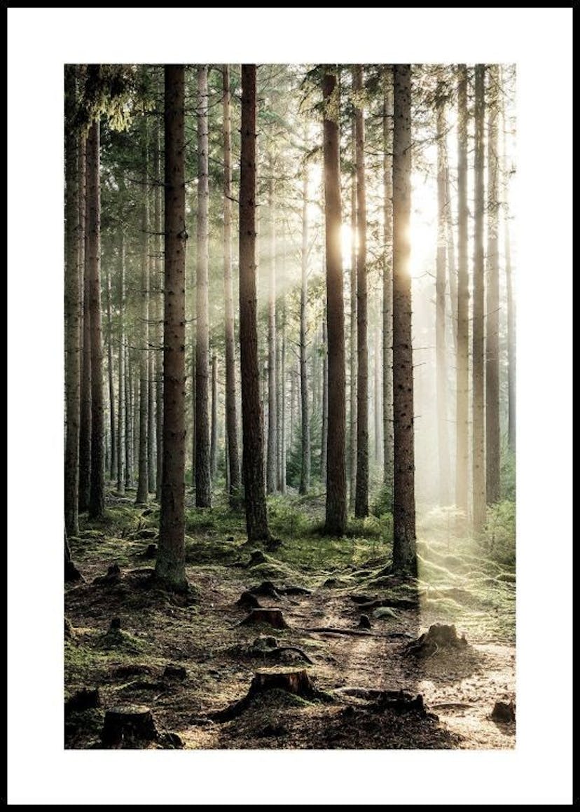 Julisteet ja taulut netistä - Sisustustaulut ja kehykset