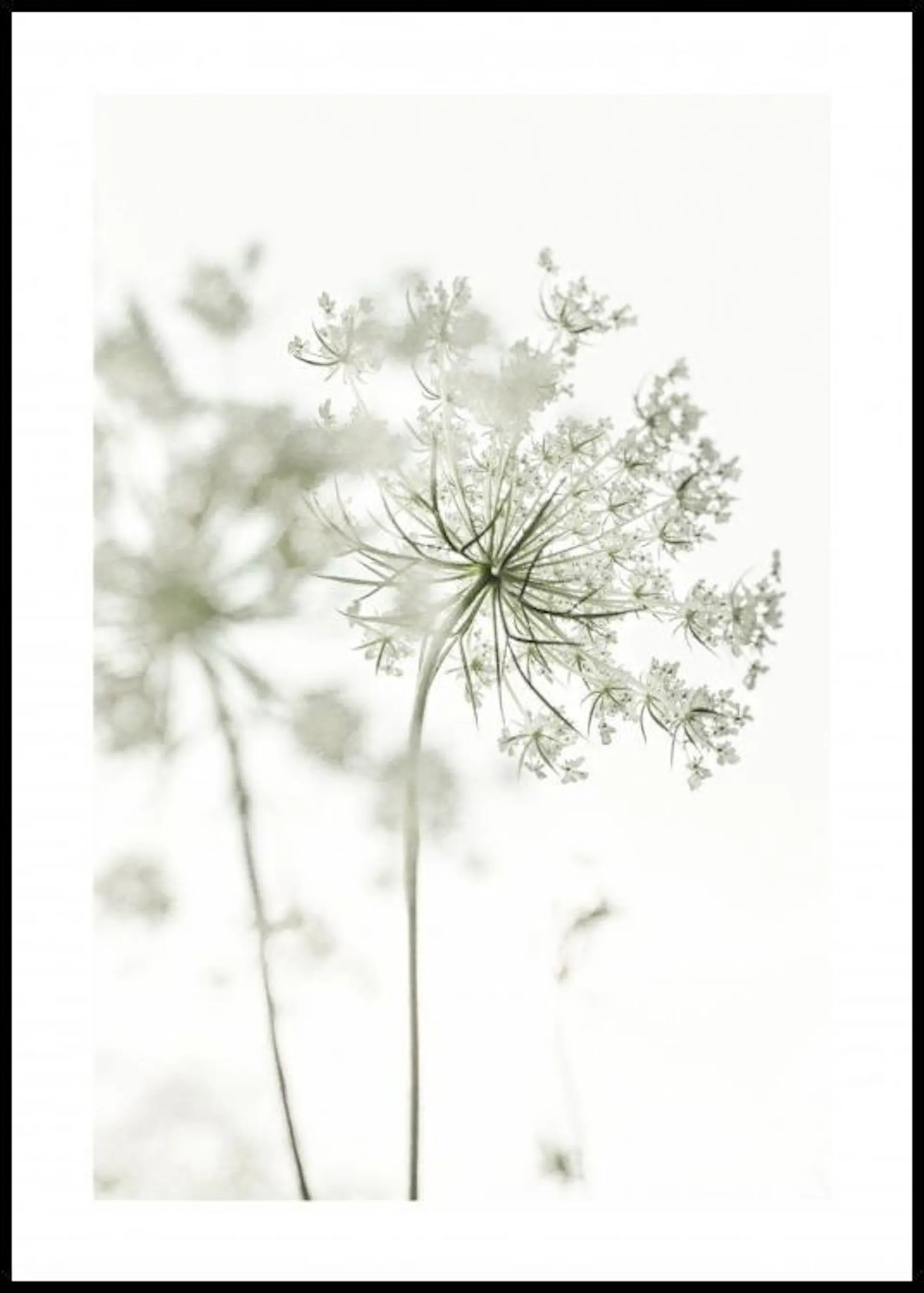 Blooming in Green Poster | Flower Posters Delicate Art | Poster Store USA