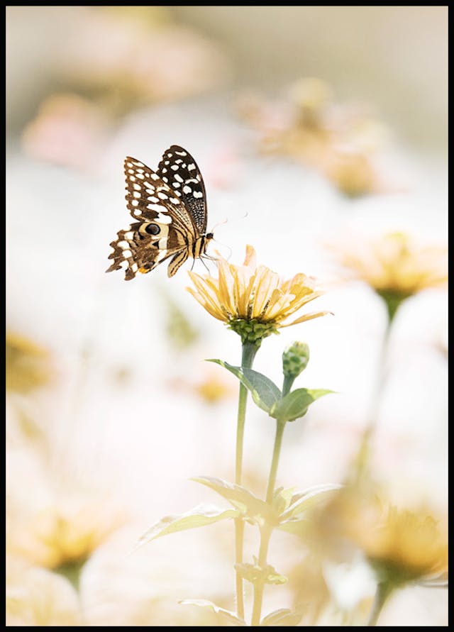 Posters Fleurs - Achat en ligne de posters de fleurs