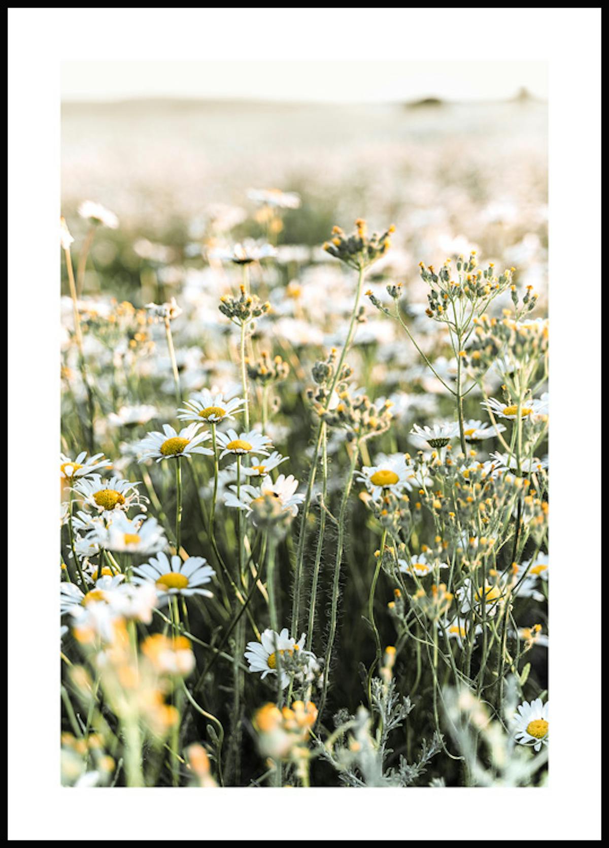 Summer Meadow Poster | meadow poster green grass | Poster Store UK