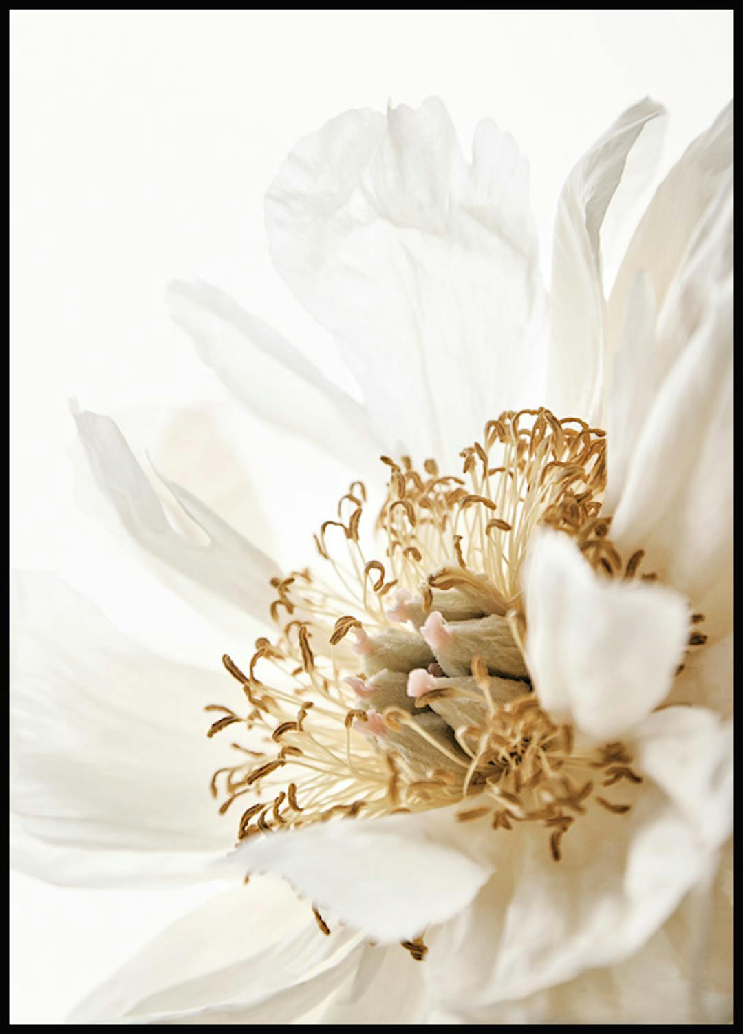 Blooming Rose Poster | Blooming Rose Poster for Elegant Home Decor ...