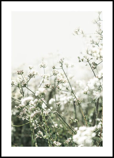 Posters Fleurs - Achat en ligne de posters de fleurs
