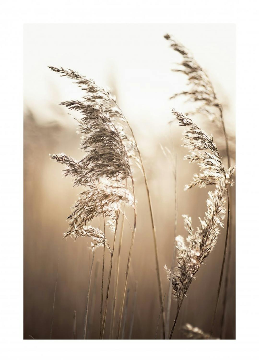 Close to nature gallery wall in beige tones of landscape posters, quote ...