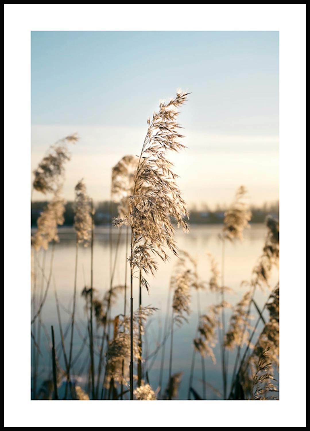 Grass by the Shore Poster | Beige Grass Print with Fluffy Tops | Poster ...