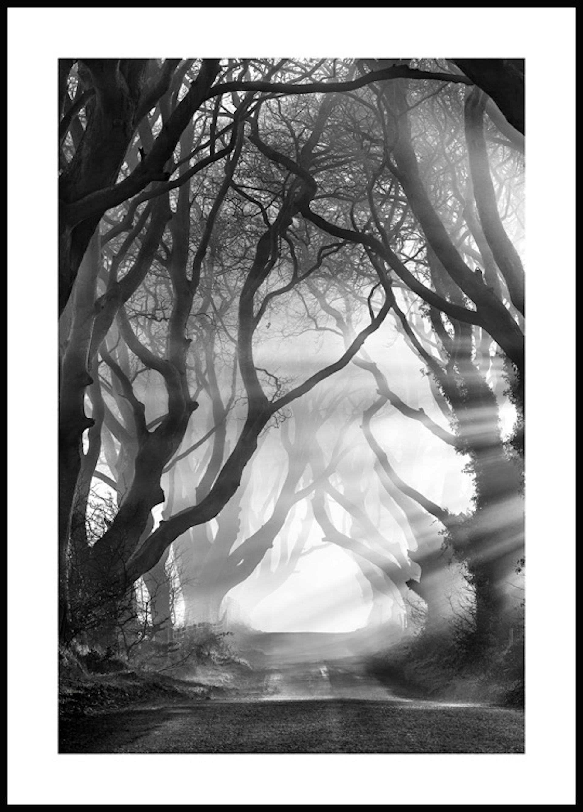 Tree Reflection Poster | Black and White Tree Reflection with Snow ...