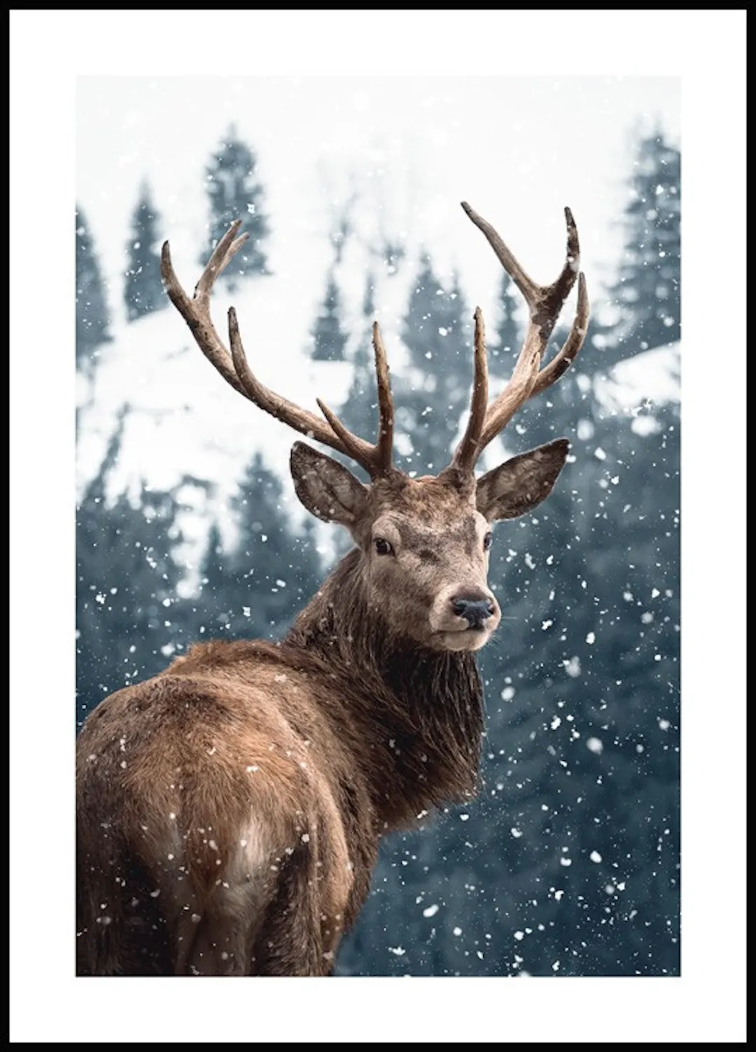 Tierposter - Poster mit wilden Tieren - Posterstore.ch