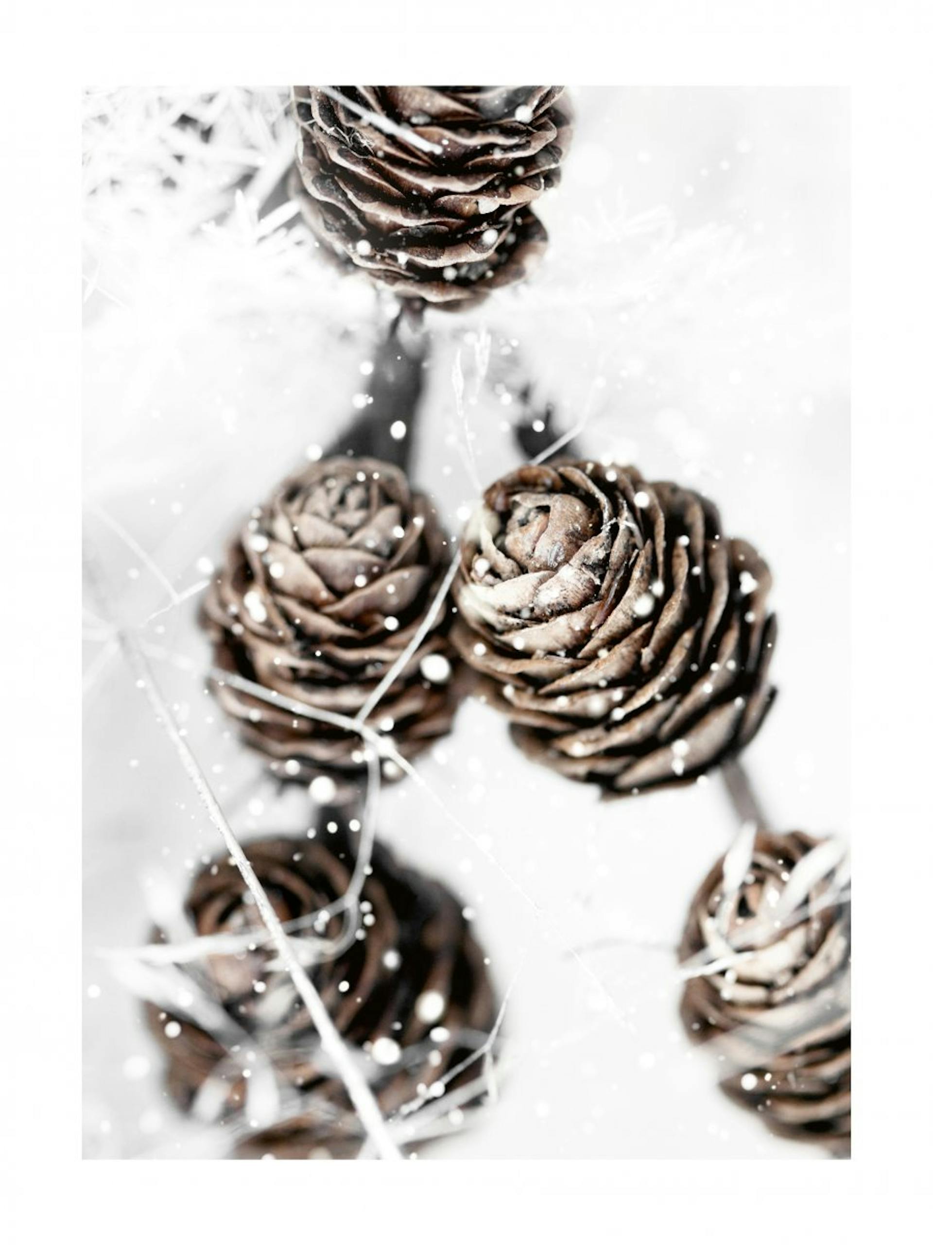 Galleriaseinä talvi julisteet käpyjä, kettu ja punahirvi yhdistettynä ...