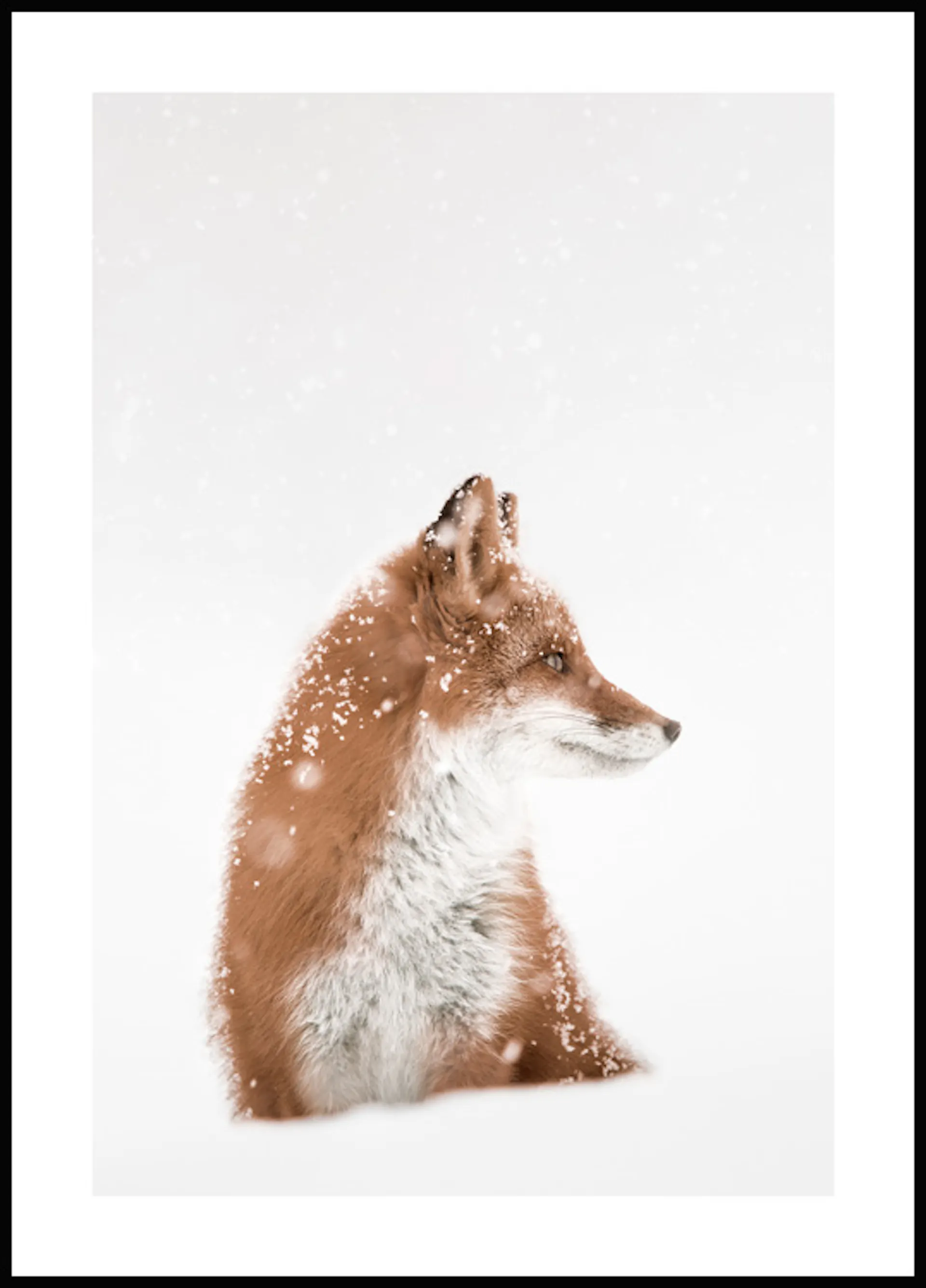 Tierposter - Poster mit wilden Tieren - Posterstore.ch