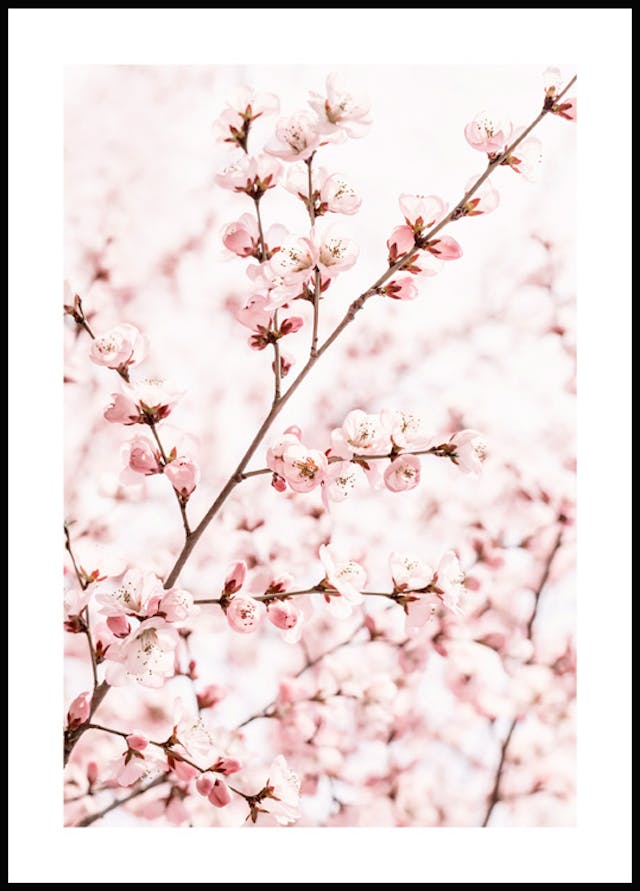 Pink Bloom Affiche Poster | Art Mural de Fleur Douce Rose | Poster ...