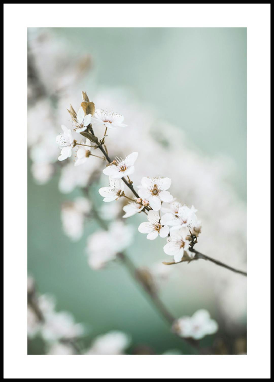 Cherry Blossom Poster | Peaceful Cherry Blossom Print | Poster Store UK