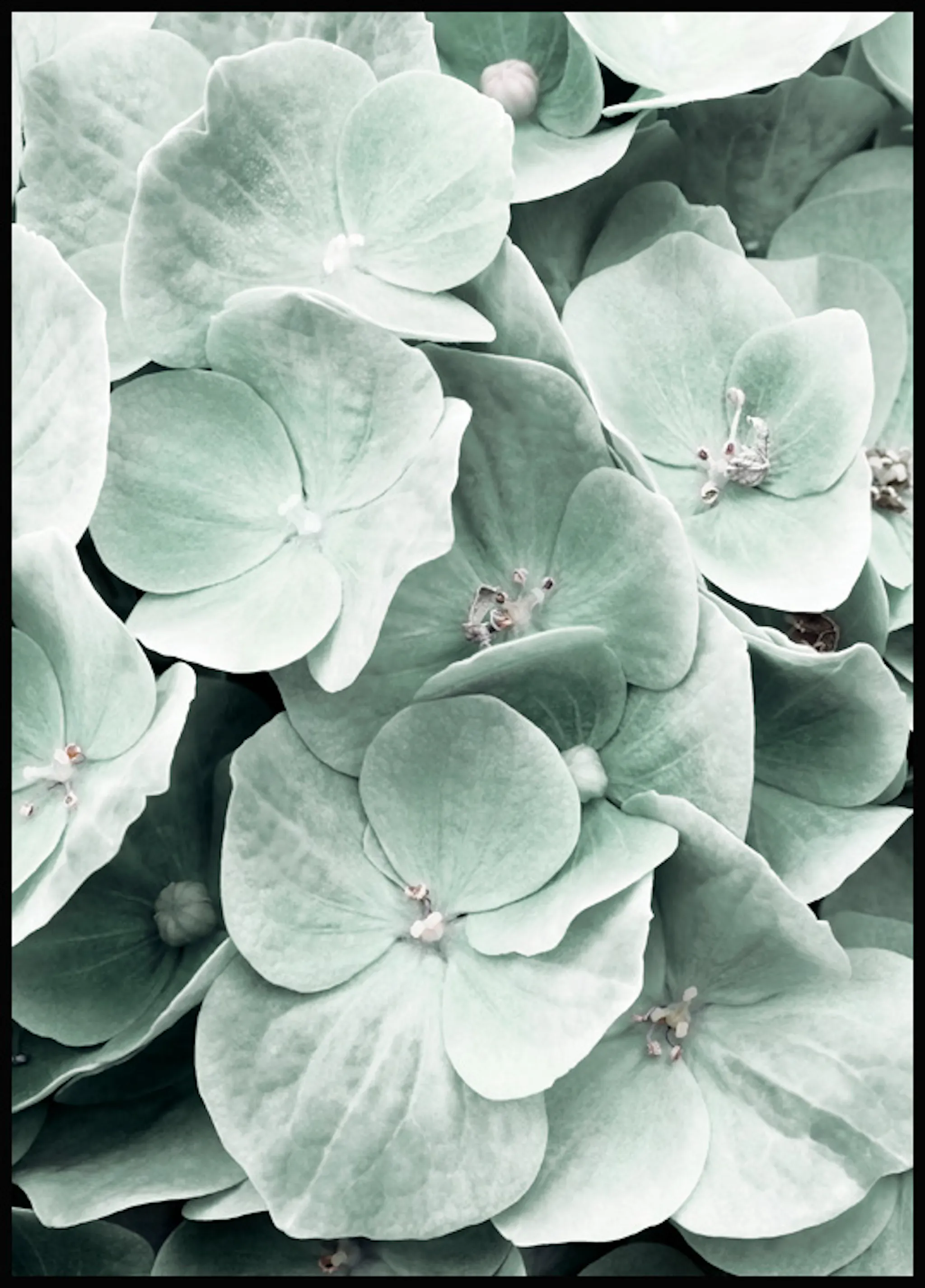 Eucalyptus No2 Poster | Eucalyptus Wall Art Green Watercolor Leaves ...